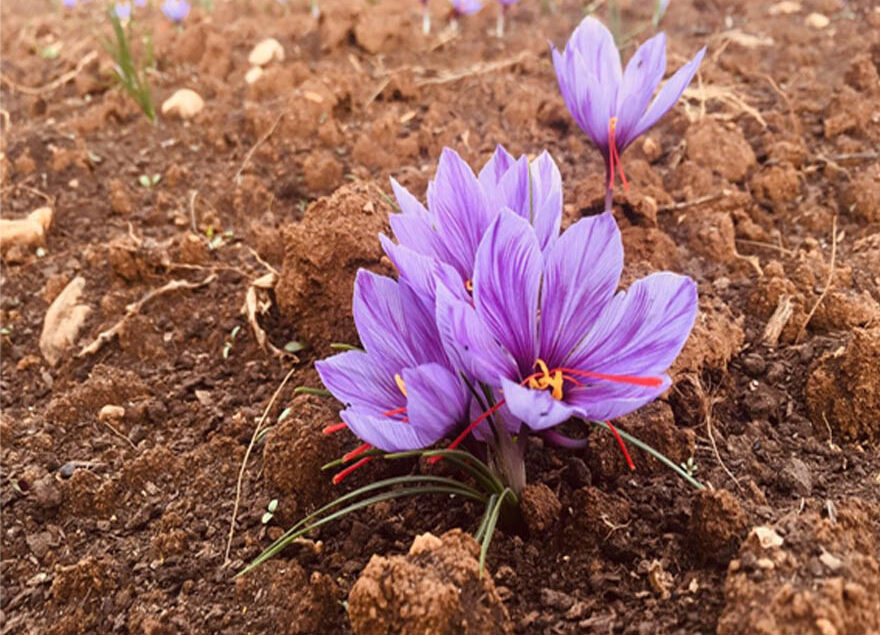 AgriCrowdfunding – Agricultural Crowdfunding in South Africa